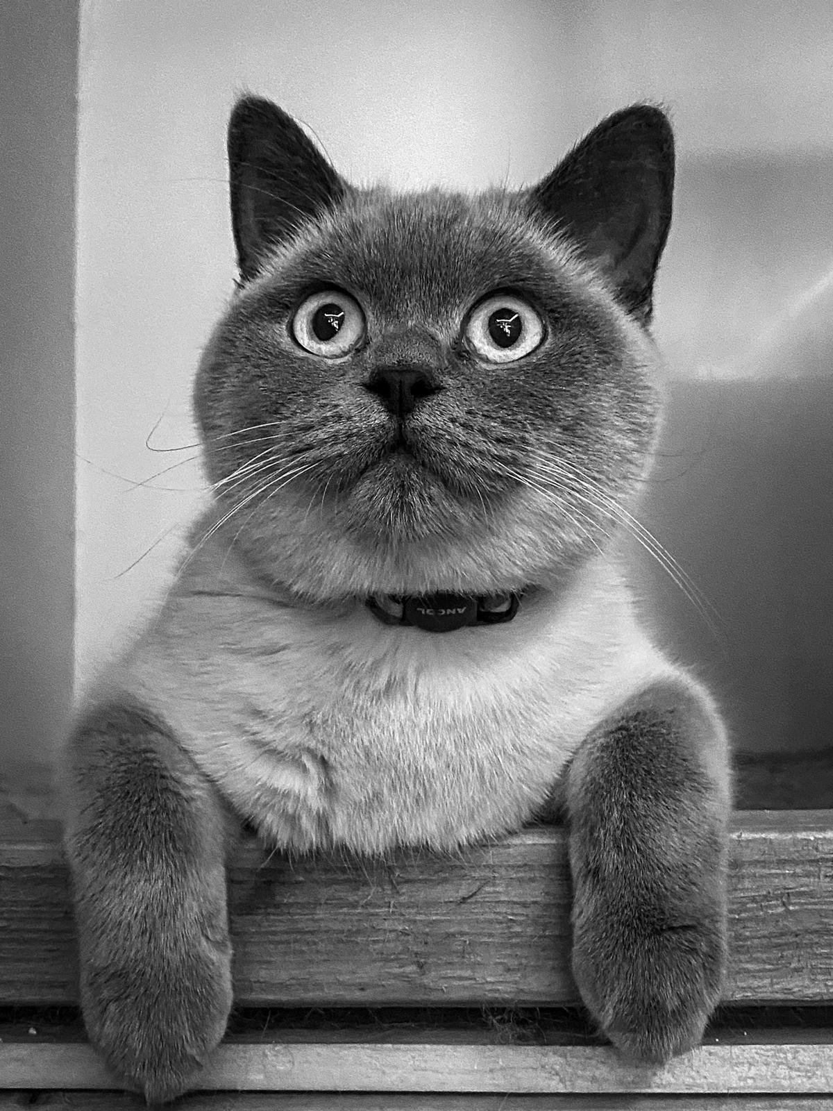 Home - Bodacious Blue